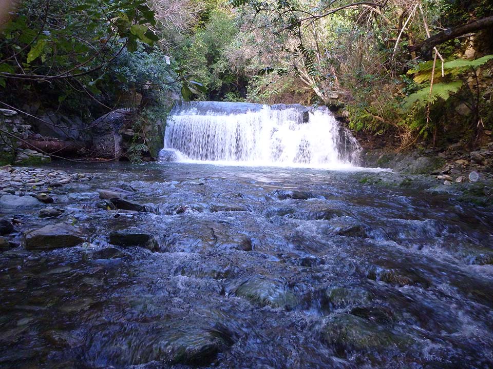 The Brook Stream - the life navigating its waterways