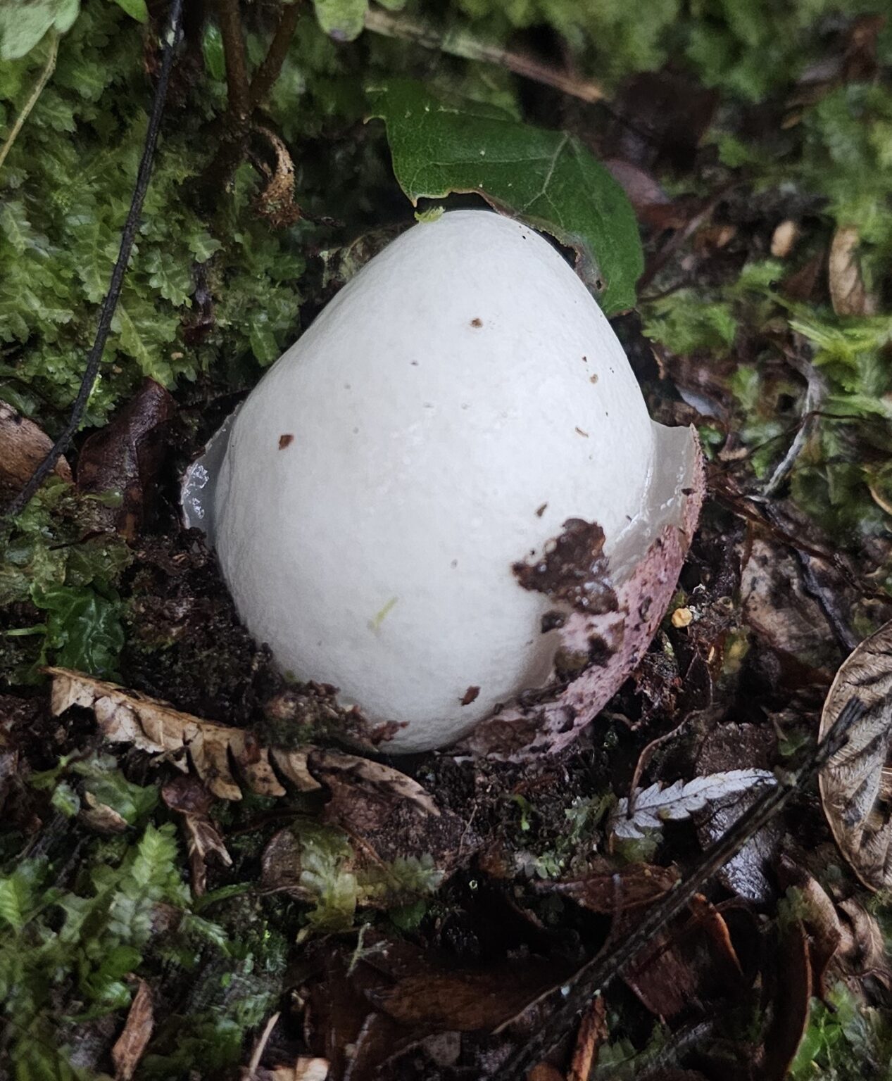 Wildlife - Brook Waimārama Sanctuary | Returning Nature to the Nelson ...