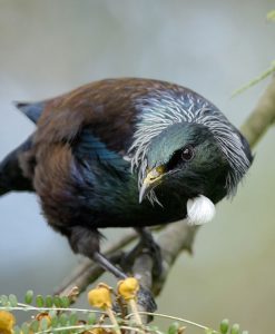 Wildlife - Brook Waimārama Sanctuary | Returning Nature to the Nelson ...