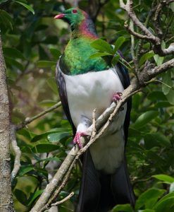 Wildlife - Brook Waimārama Sanctuary | Returning Nature to the Nelson ...