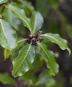 Wildlife - Brook Waimārama Sanctuary | Returning Nature to the Nelson ...