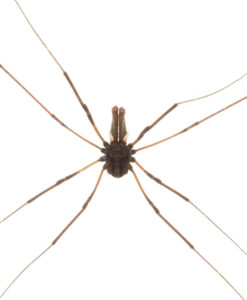 Wildlife - Brook Waimārama Sanctuary | Returning Nature to the Nelson ...