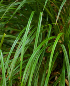 Wildlife - Brook Waimārama Sanctuary | Returning Nature to the Nelson ...