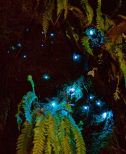 Wildlife - Brook Waimārama Sanctuary | Returning Nature to the Nelson ...