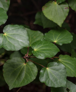 Wildlife - Brook Waimārama Sanctuary | Returning Nature to the Nelson ...