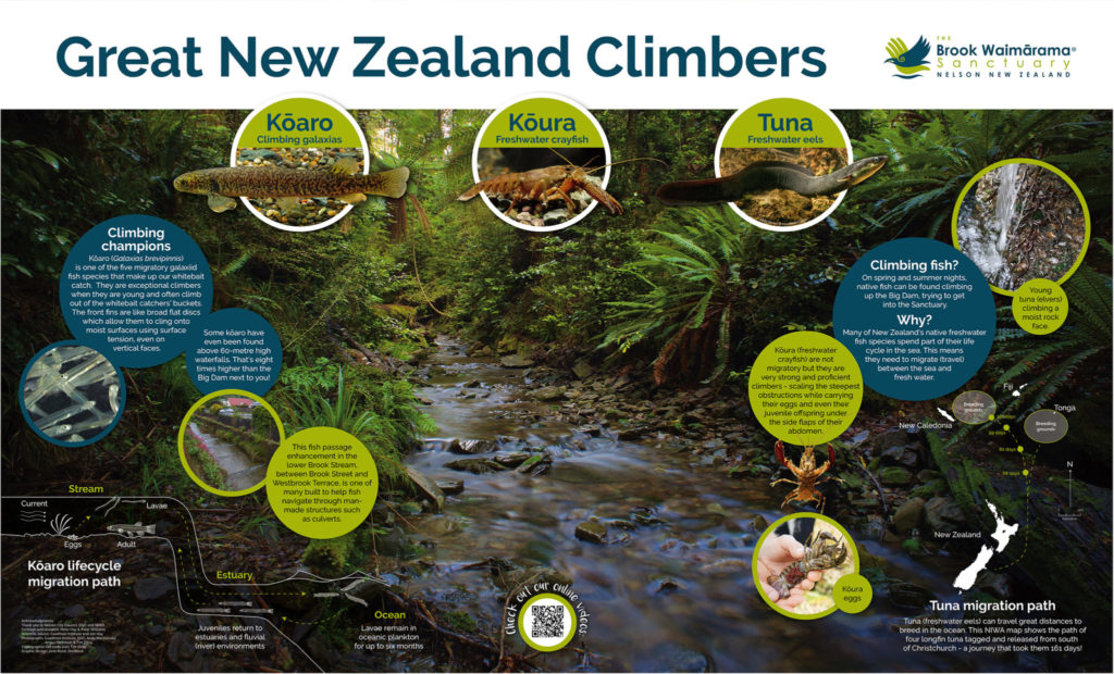 Navigating the Brook Stream waterways - Brook Waimārama Sanctuary ...