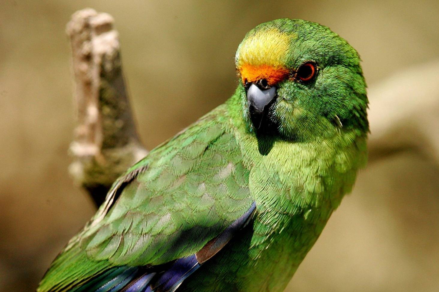 Translocation and reintroduction of kākāriki karaka - learn more