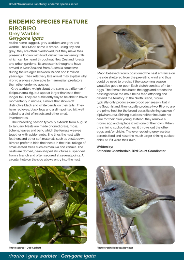 Endemic Species Series | Brook Waimarama Sanctuary
