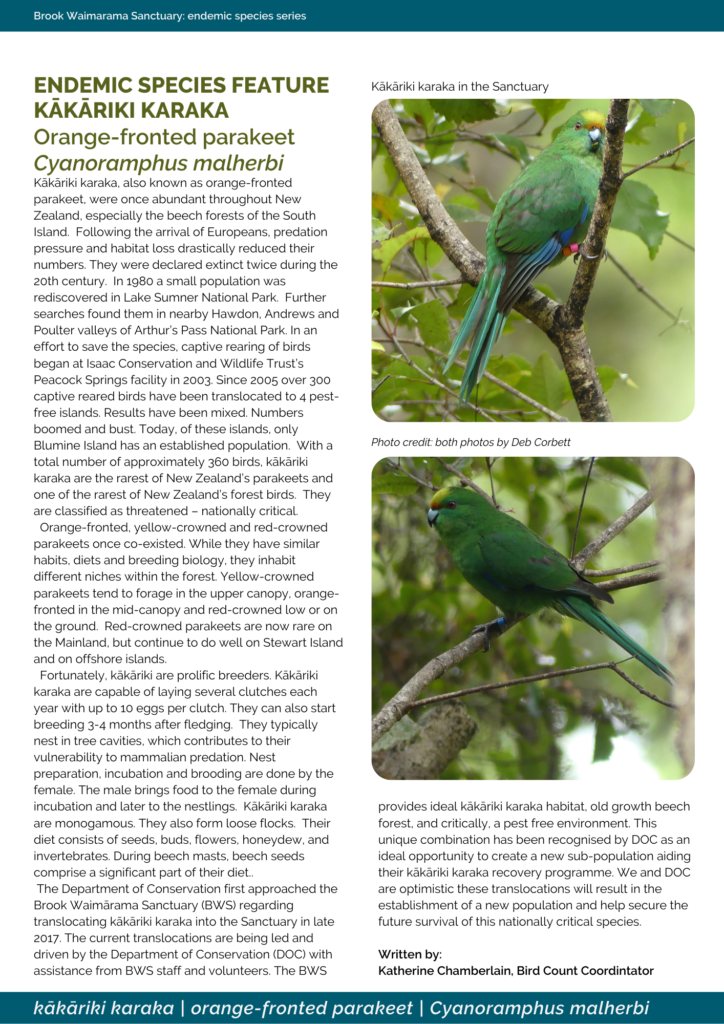 Endemic Species Series | Brook Waimarama Sanctuary
