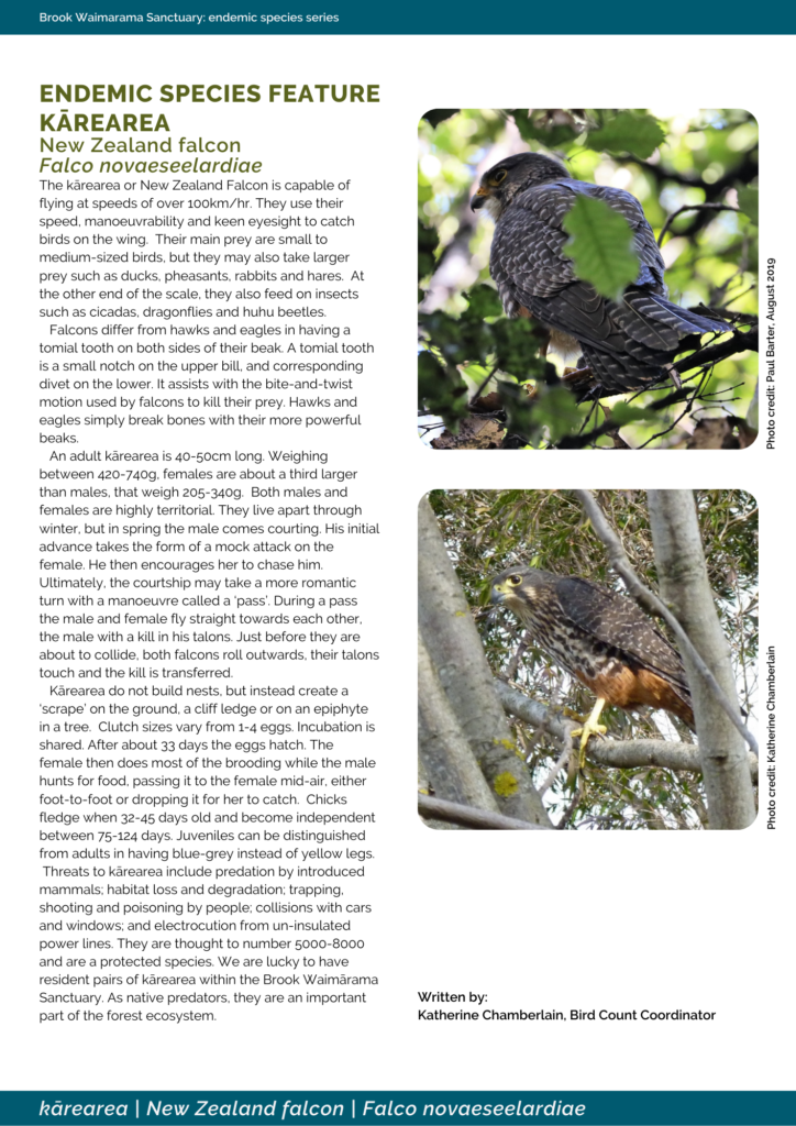 Endemic Species Series | Brook Waimarama Sanctuary