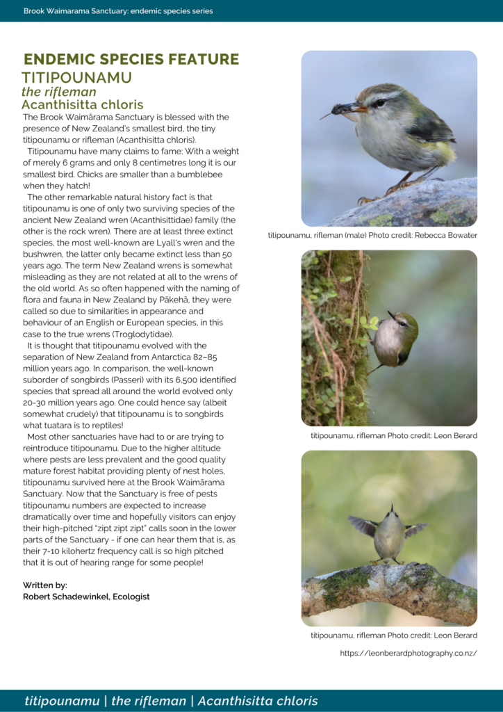 Endemic Species Series | Brook Waimarama Sanctuary