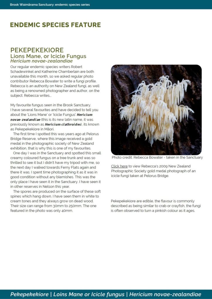 Endemic Species Series | Brook Waimarama Sanctuary