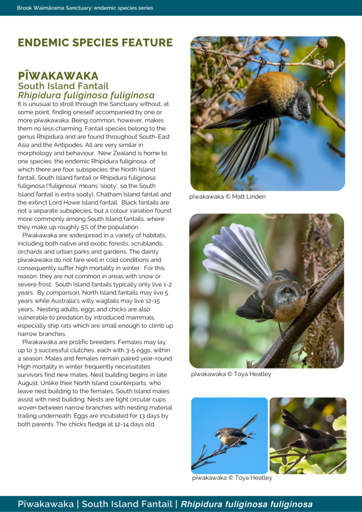 Endemic Species Series | Brook Waimarama Sanctuary