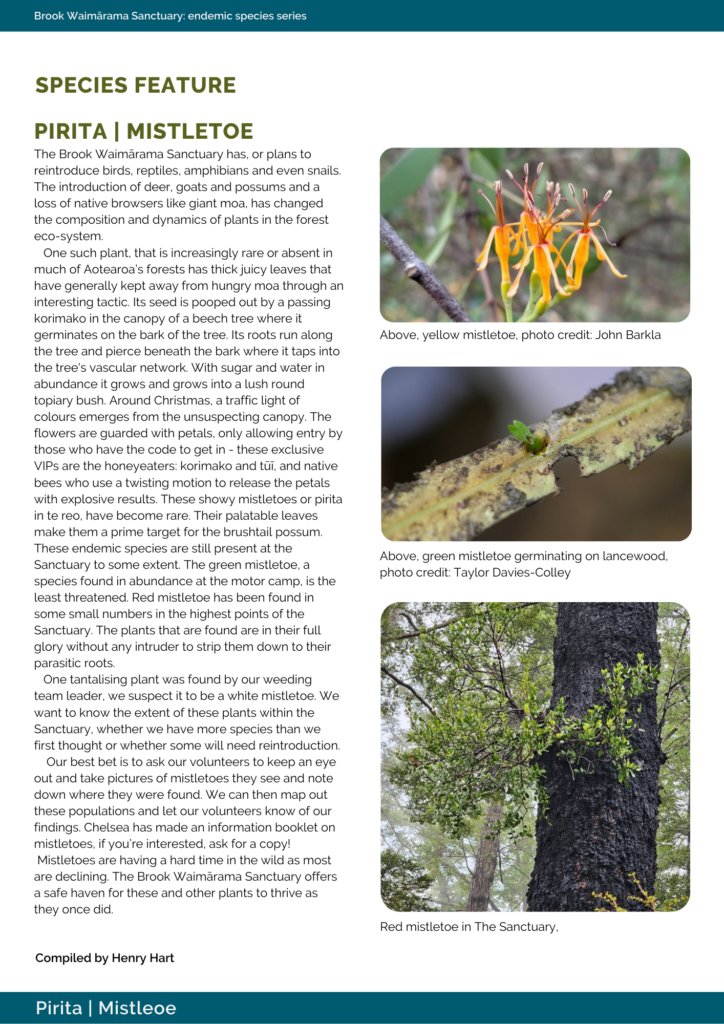 Endemic Species Series | Brook Waimarama Sanctuary