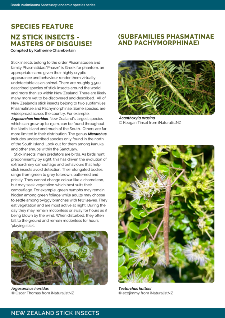 Endemic Species Series | Brook Waimarama Sanctuary